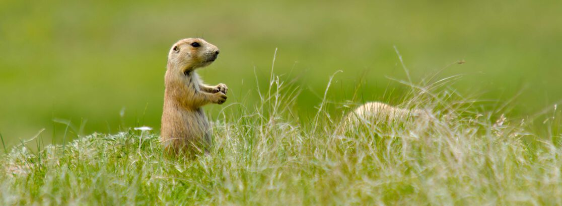 What Is The Best Rifle For Prairie Dog Hunting