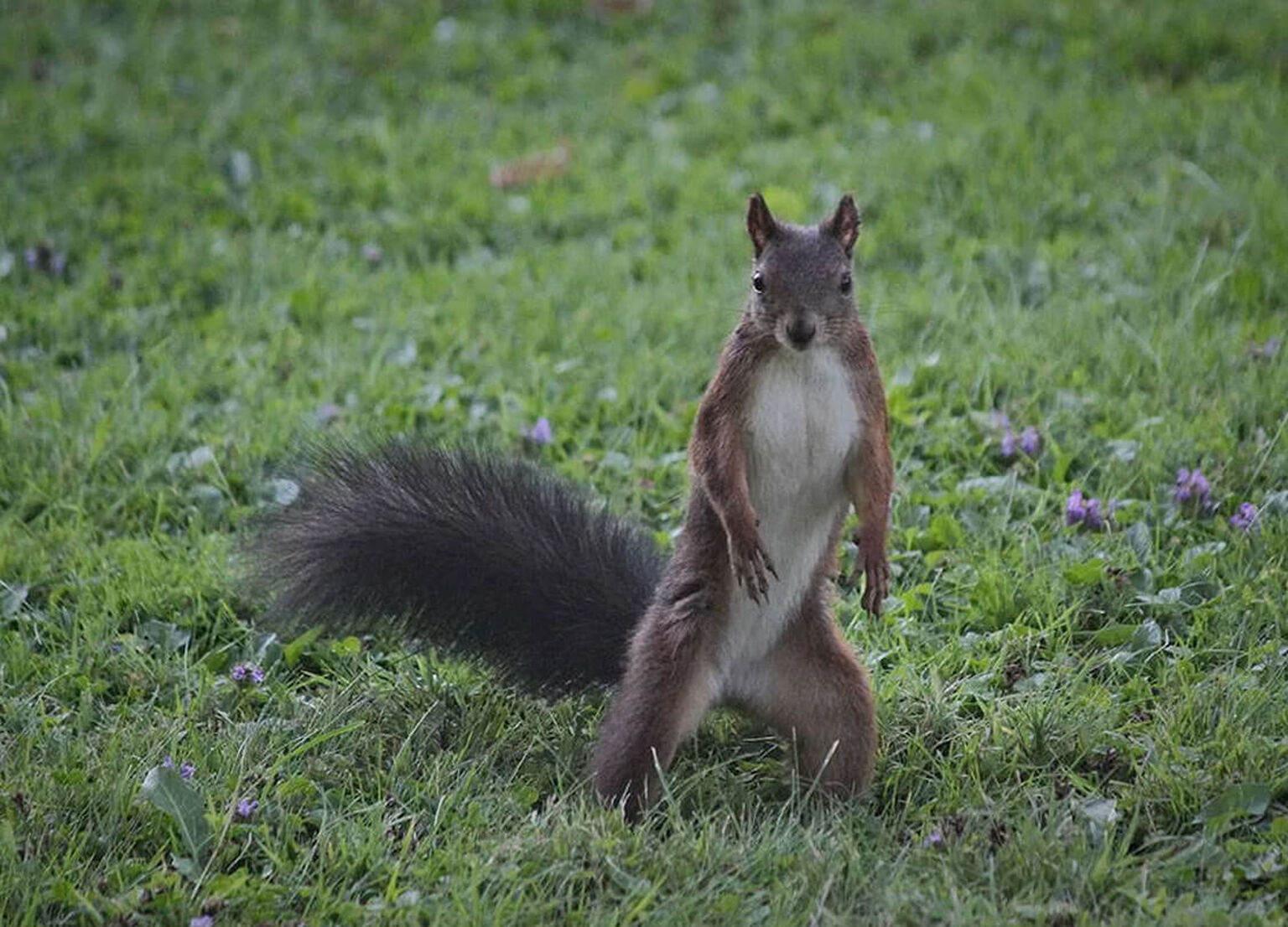 Small Game Hunting Gear Buyer's Guide | Bushnell